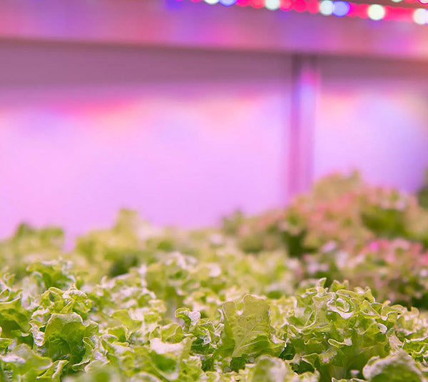 2 ft. 60-Watt White LED Hydroponic Non-Dimmable Indoor Linkable Vertic ...